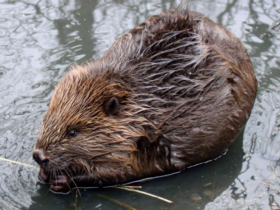 Mapování a sčítání bobra evropského (Castor fiber) ve Zlínském kraji
